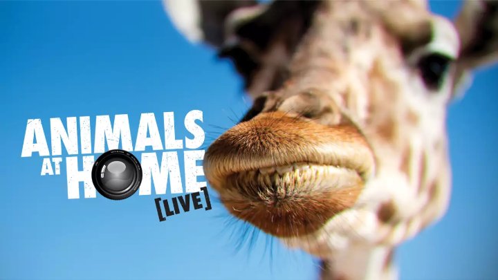 維多利亞保育動物園 Animals at Home - 澳洲動物生活直播 - 墨爾本 - Online Attraction - itinemo