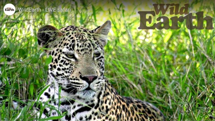 WildEarth safariLIVE - 非洲野生動物直播 (日出及日落時段) - 普馬蘭加 - 網上景點 - itinemo